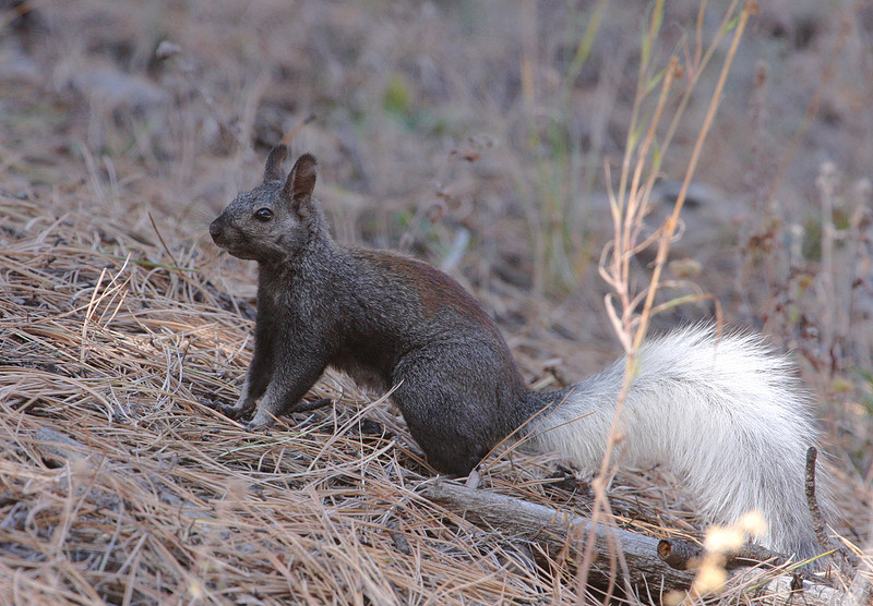 Brian Tang | Kaibab Squirrel | Kaibab Squirrel North Rim Grand Canyon